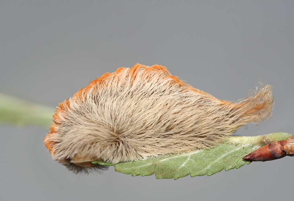 The Venomous Donald Trump Caterpillar: Megalopyge Opercularis • Lazer Horse