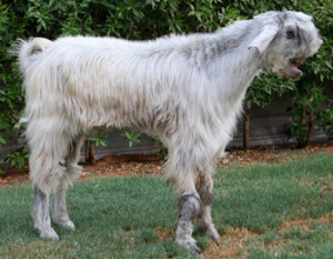 Introducing The Handsome Damascus Goat • Lazer Horse