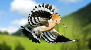 The Magnificent Hoopoe: From Ancient Adulation To CBeebies • Lazer Horse