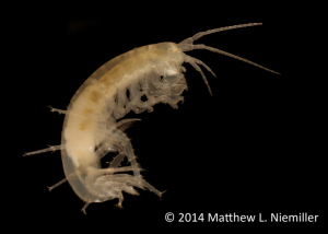 6 Strange Cave Dwellers - The Troglobites • Lazer Horse