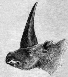 Elasmotherium: A Gigantic Extinct Unicorn • Lazer Horse